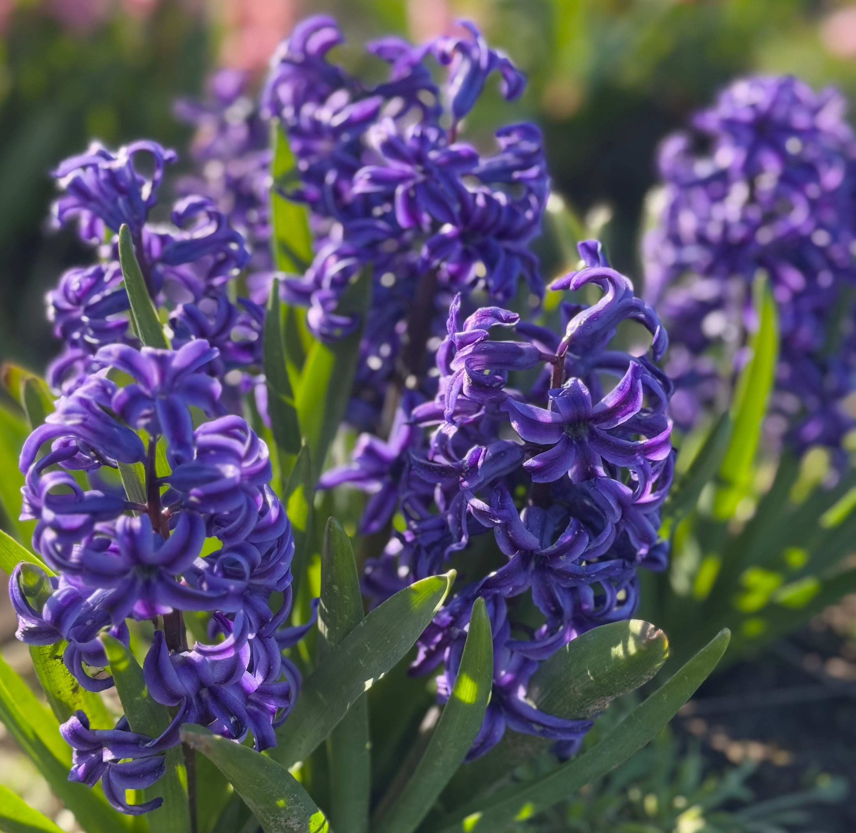 Hyacinth Bulbs – Hadstock Farm