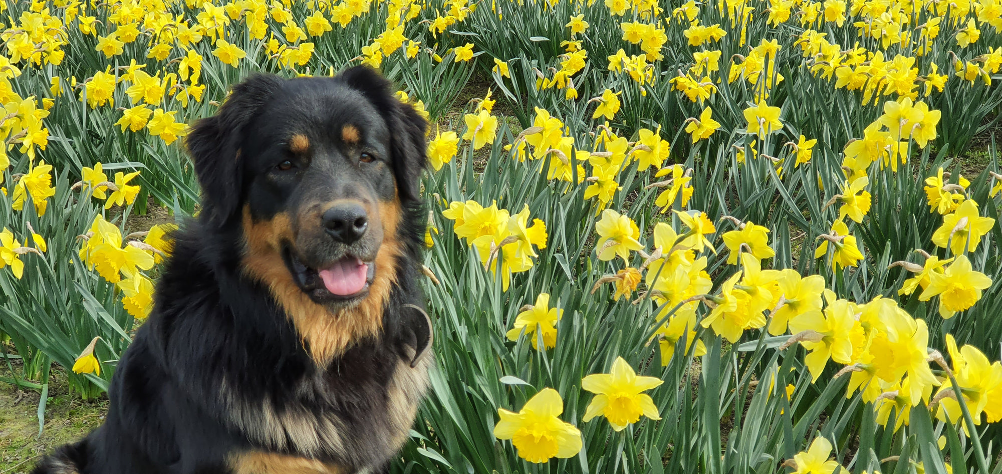 Spring bulbs and flowers | Hadstock Farm | Canterbury