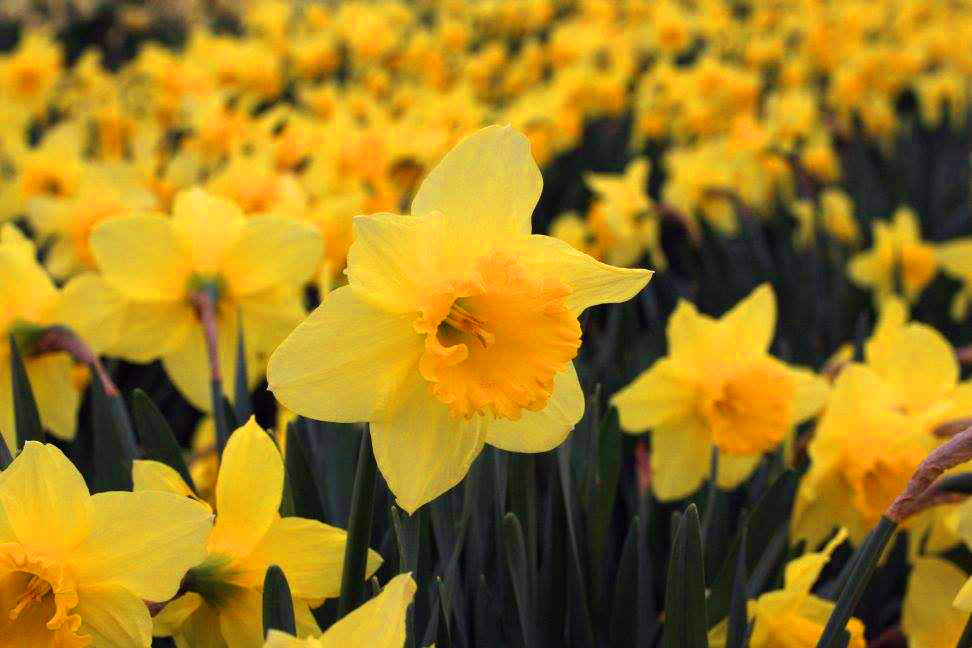 About Us – Hadstock Farm