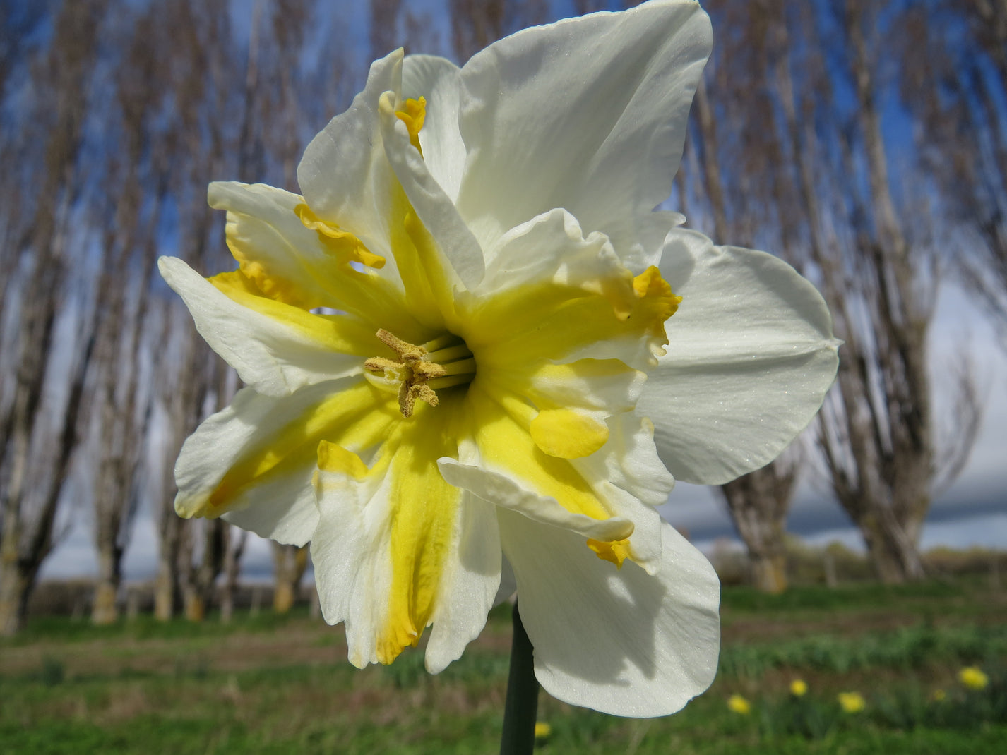 Jeanne D'Arc – Hadstock Farm
