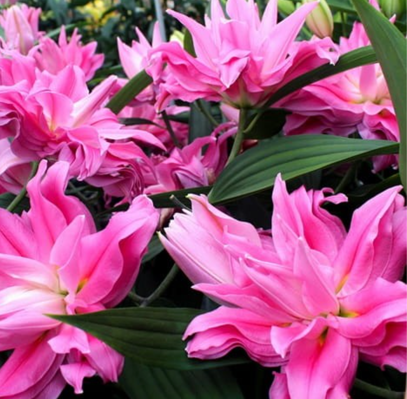 Spring bulbs and flowers | Hadstock Farm | Canterbury