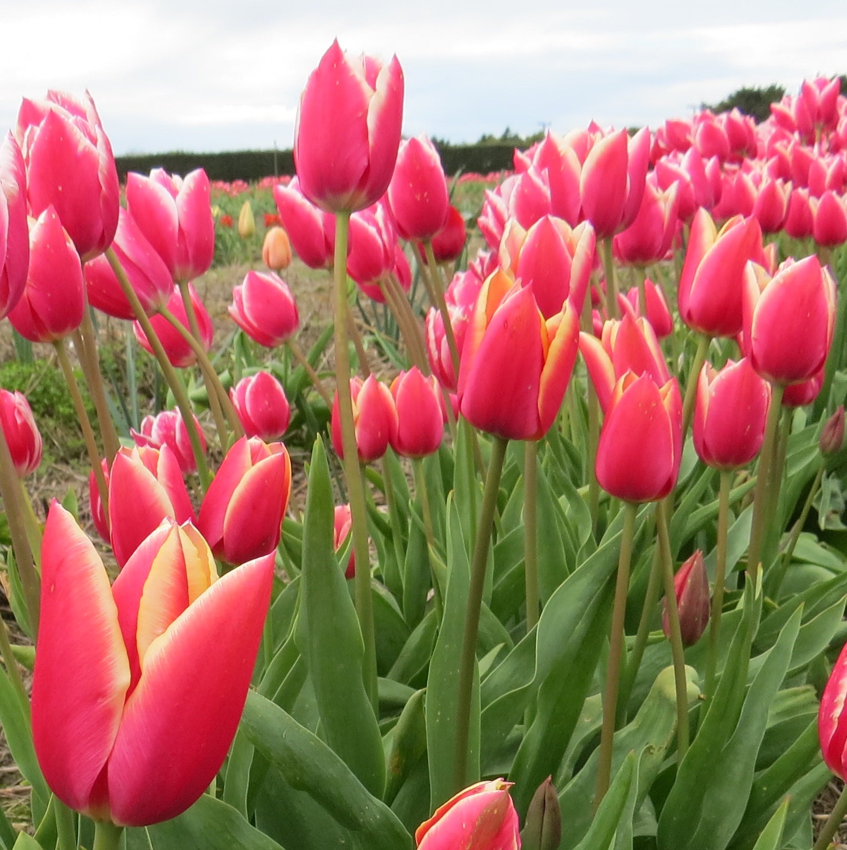 Tulip Bulbs – Hadstock Farm