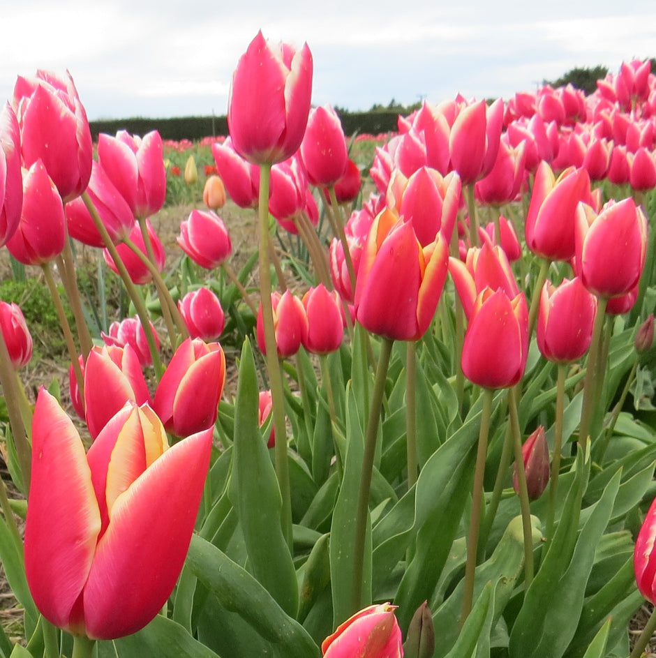 Tulip Bulbs – Hadstock Farm