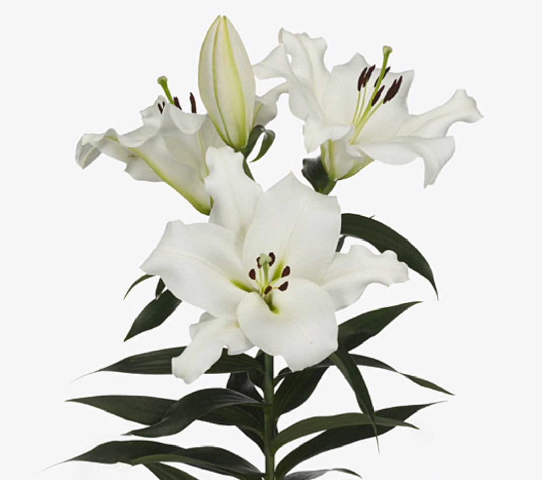 Spring bulbs and flowers | Hadstock Farm | Canterbury