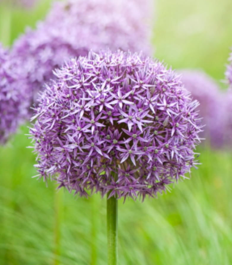 Spring bulbs and flowers | Hadstock Farm | Canterbury