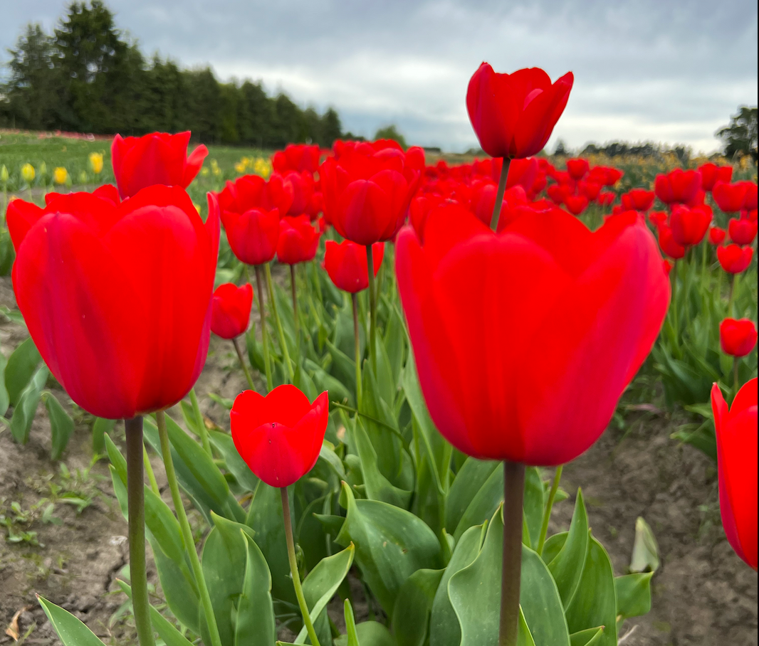 Tulip Bulbs – Hadstock Farm