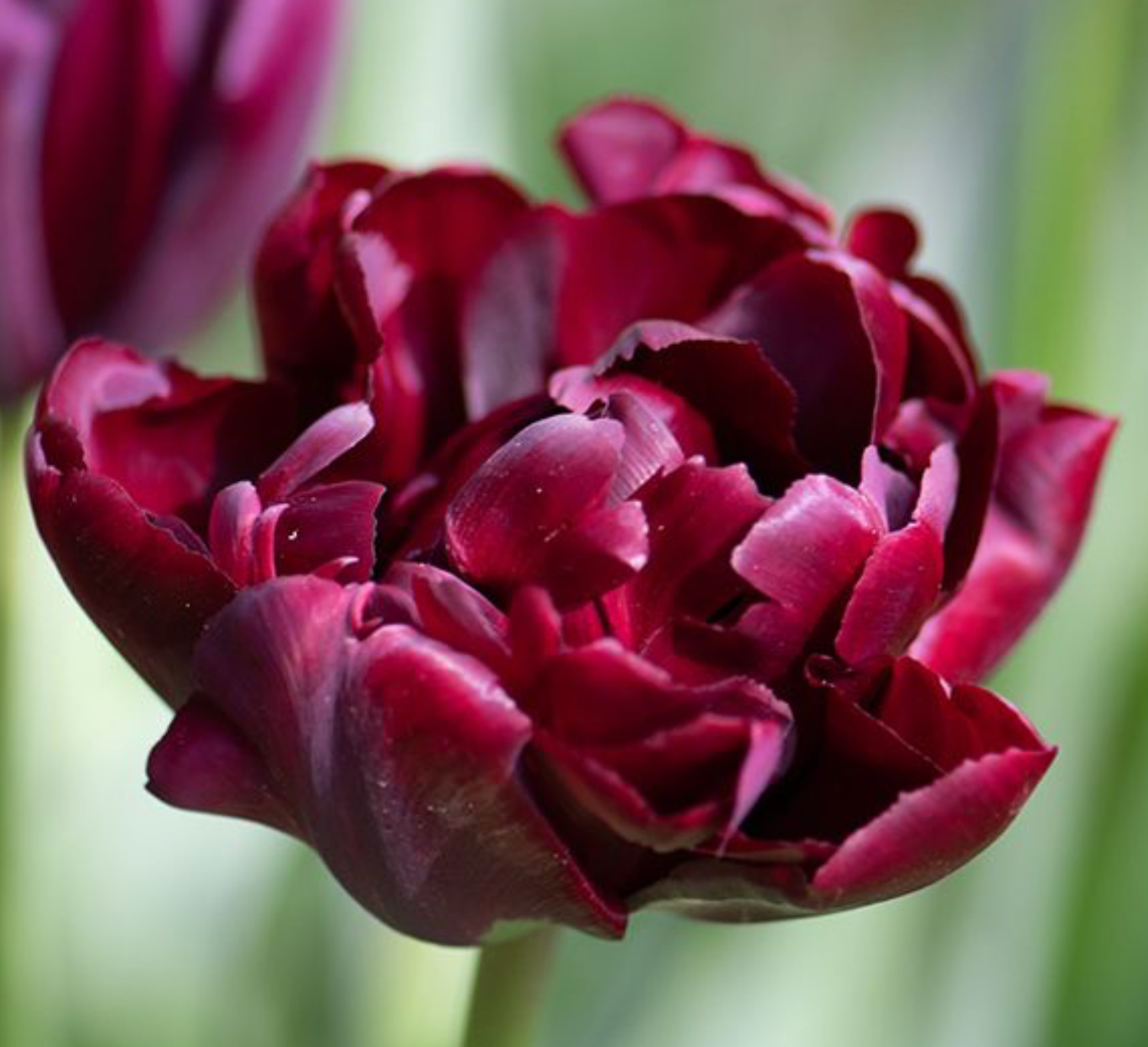 Tulip Bulbs – Hadstock Farm