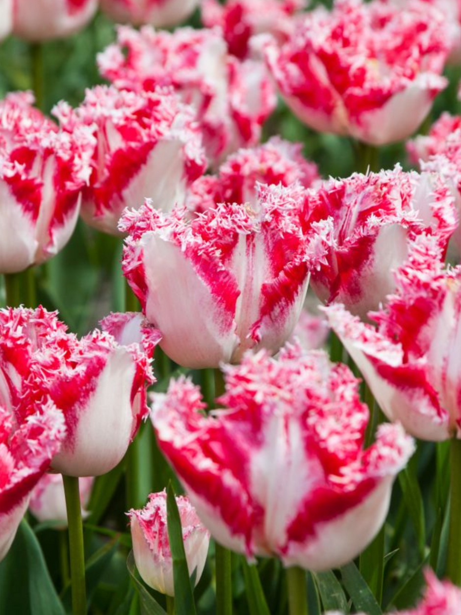 Tulip Bulbs – Hadstock Farm