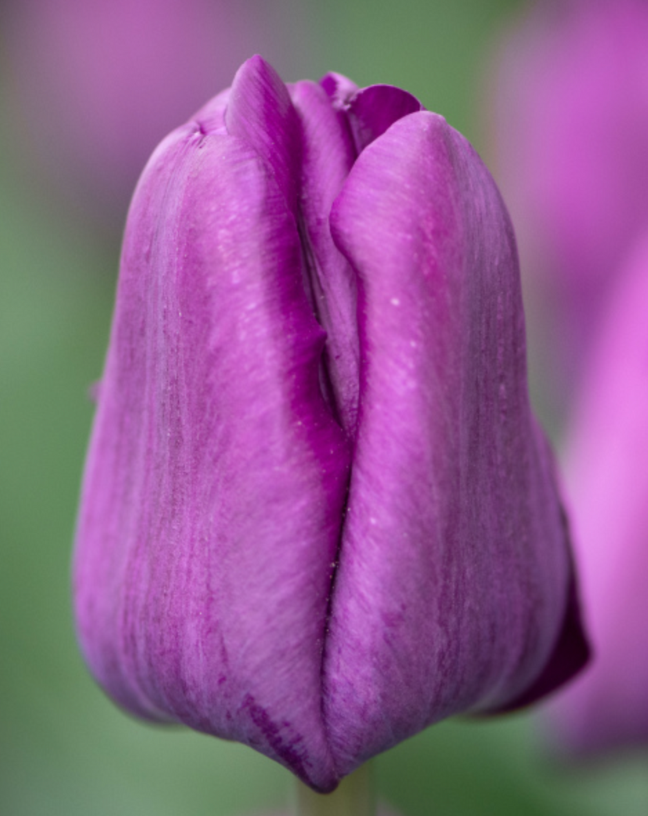 Tulip Bulbs – Hadstock Farm
