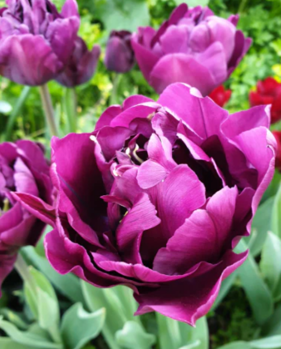 Tulip Bulbs – Hadstock Farm