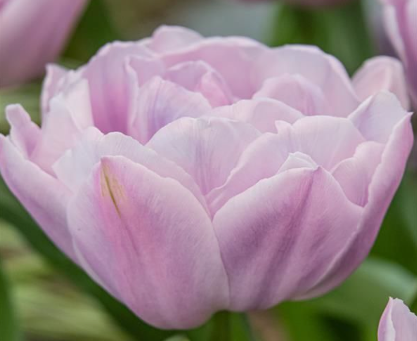 Tulip Bulbs – Hadstock Farm