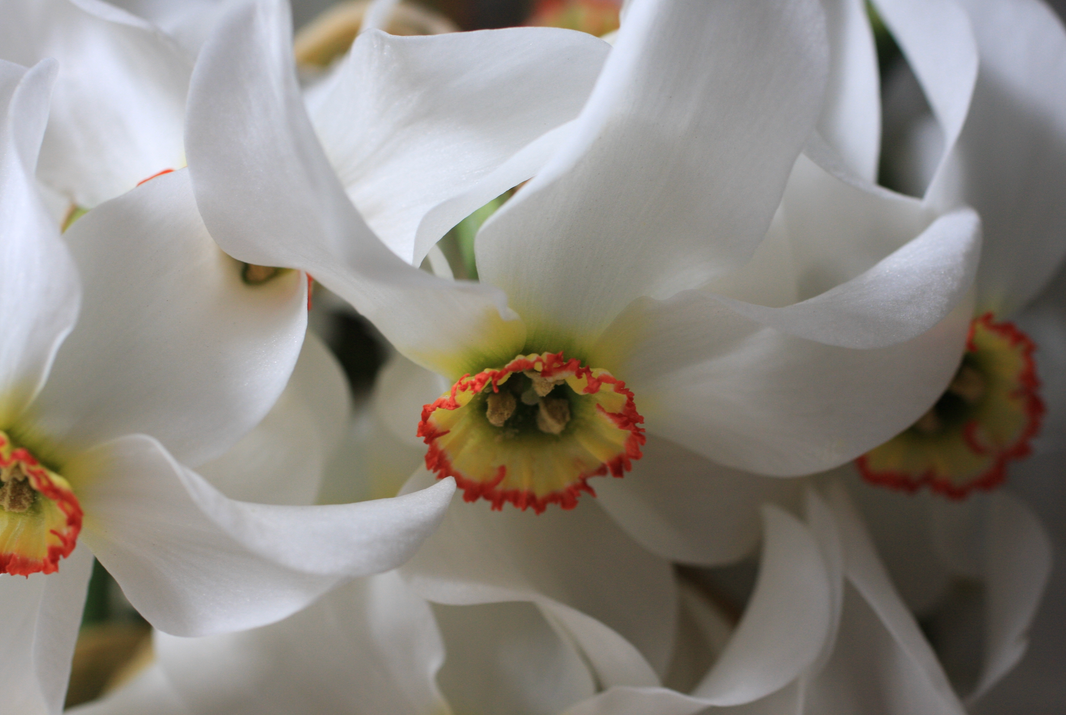 Daffodil Bulbs – Hadstock Farm