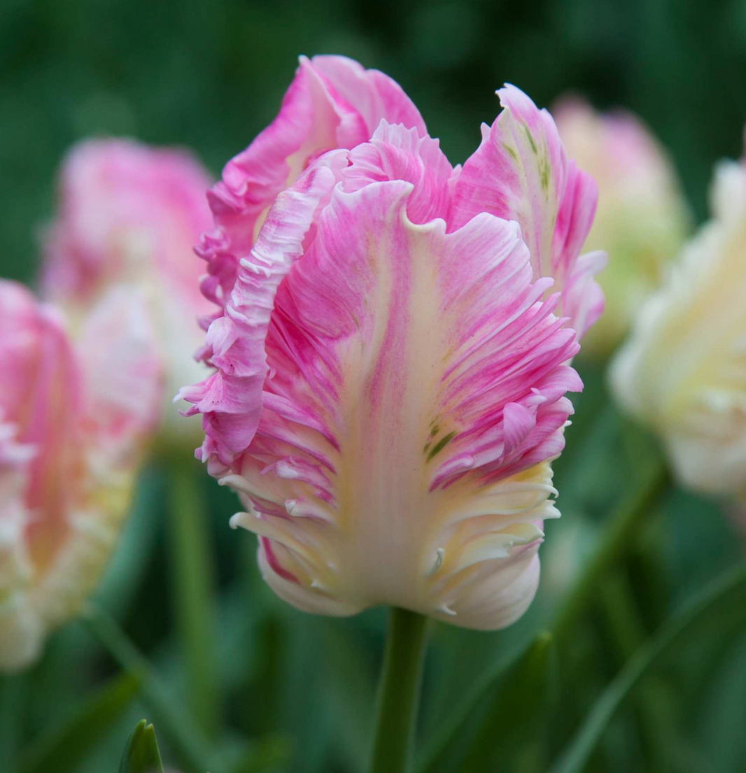 Tulip Bulbs – Hadstock Farm