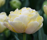 Tulip Bulbs – Hadstock Farm