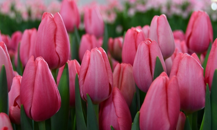 Tulip Bulbs – Hadstock Farm