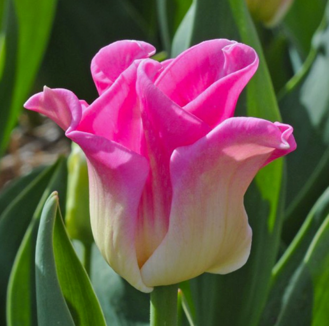 Tulip Bulbs – Hadstock Farm