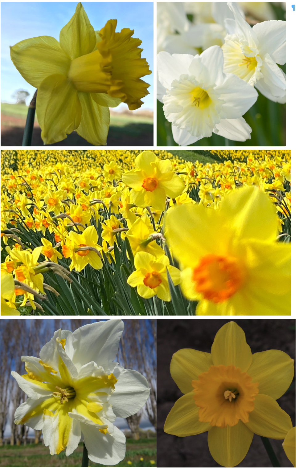 Mixed Daffodil Bulbs – Hadstock Farm