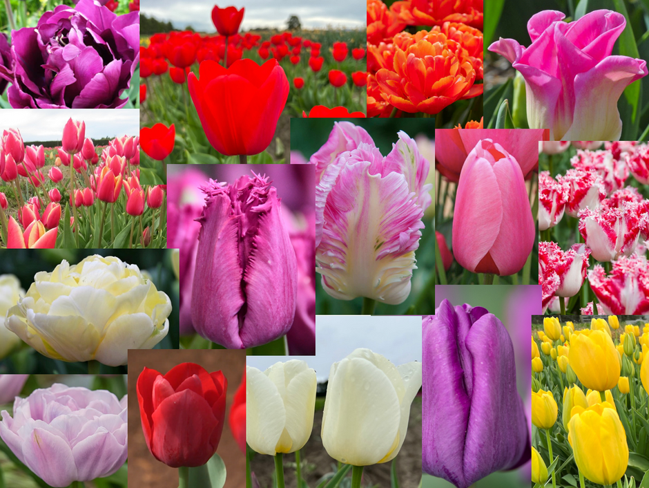Tulip Bulbs – Hadstock Farm
