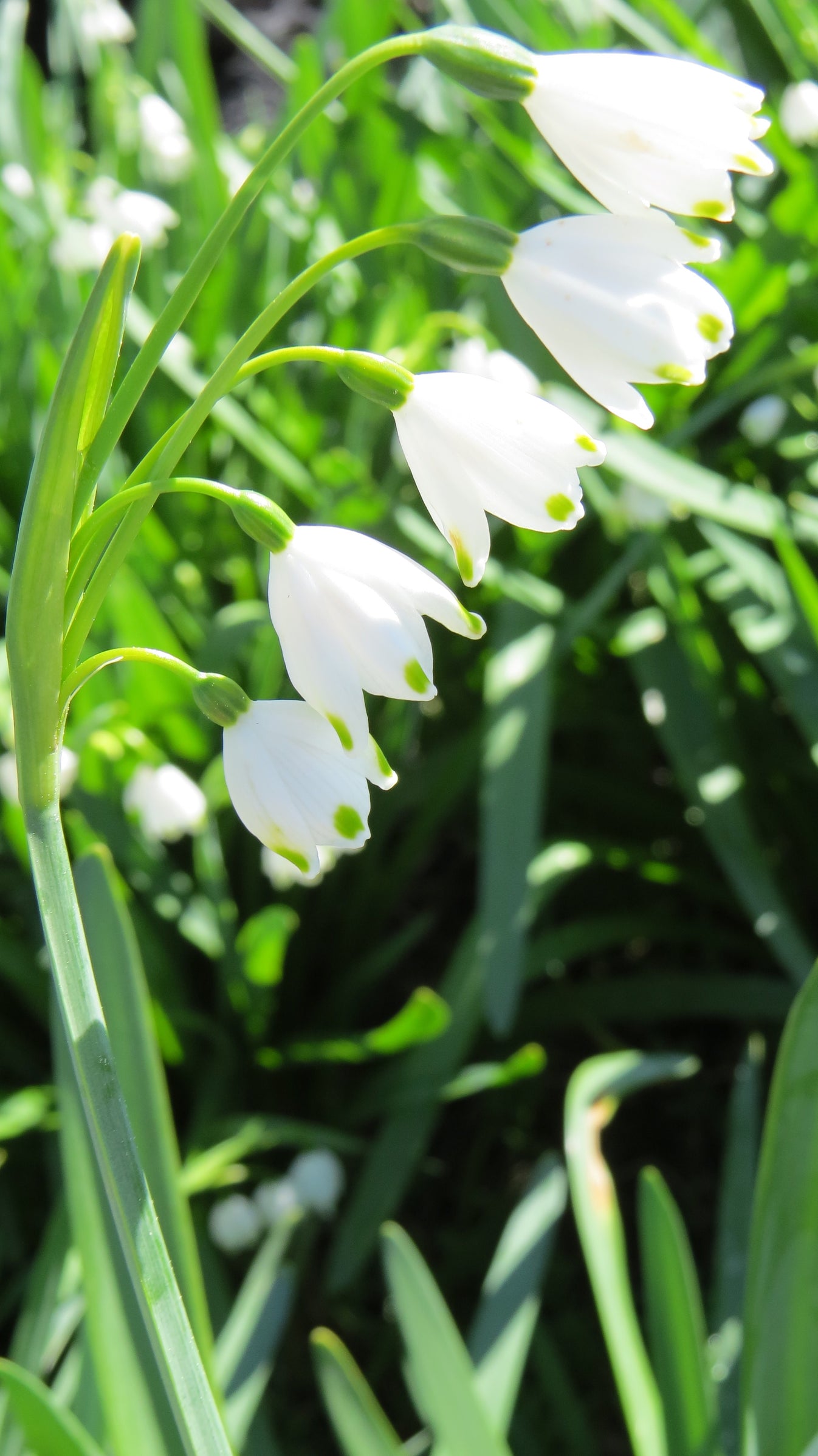 Snowflake – Hadstock Farm