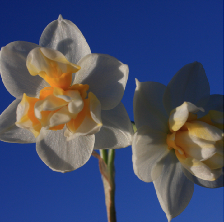 Daffodil Bulbs – Hadstock Farm